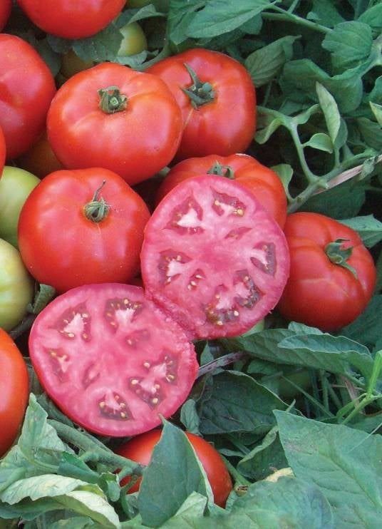 Marakana F1 – agrogru