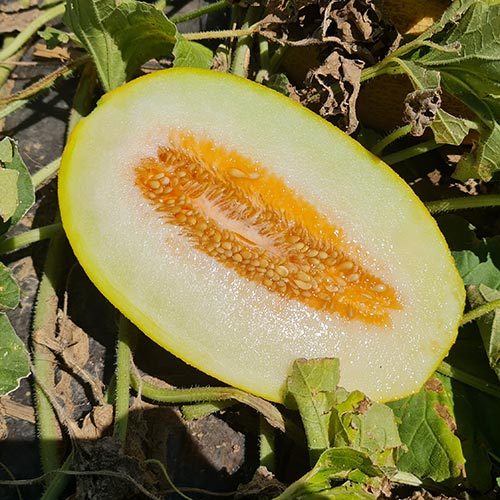 Seme dinje Cubus F1 – agrogru