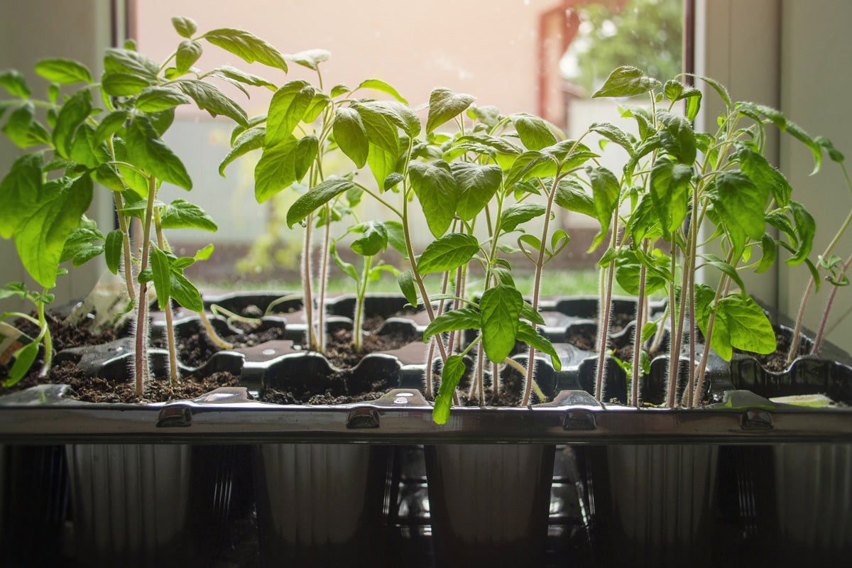 Kontejneri za rasad – agrogru