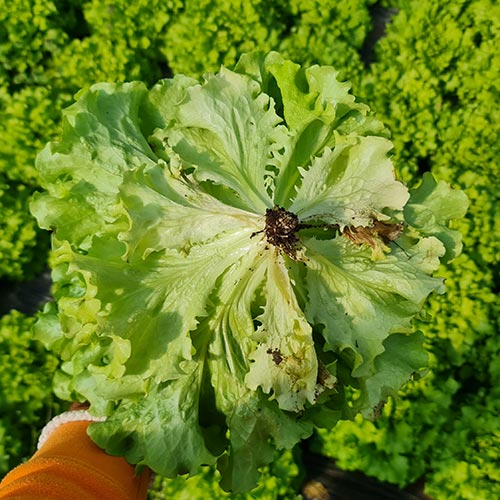 Seme Salate za sve rokove setve – Puterica, Kristalka, Iceberg – agrogru