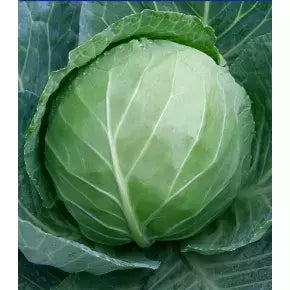 Kvalitetno hibridno seme i sorte kupusa, garantovano visok prinos – agrogru