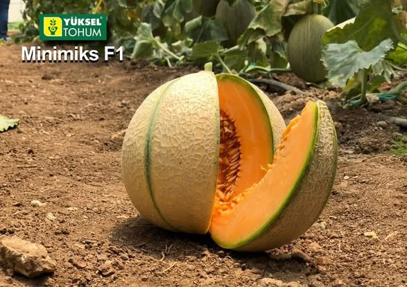 Minimiks F1- Kupite on-line seme dinje! Agro-gru, Veternik – agrogru