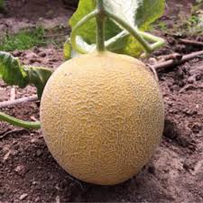 Galina F1- Kupite on-line seme dinje! Agro-gru, Veternik – agrogru