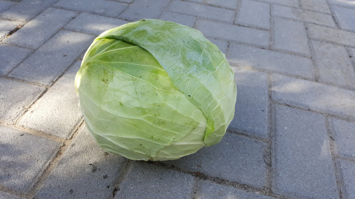 Kvalitetno hibridno seme i sorte kupusa, garantovano visok prinos – agrogru