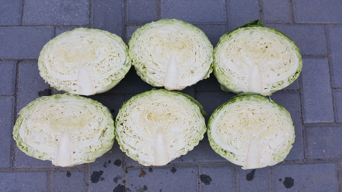 Kvalitetno hibridno seme i sorte kupusa, garantovano visok prinos – agrogru