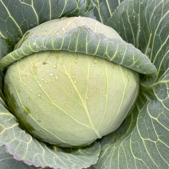 Kvalitetno hibridno seme i sorte kupusa, garantovano visok prinos – agrogru