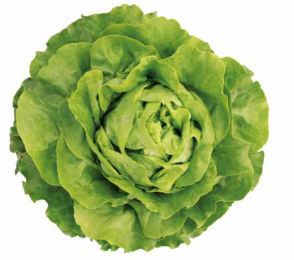 Seme Salate za sve rokove setve – Puterica, Kristalka, Iceberg – agrogru