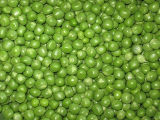 Seme graška Griffin – agrogru