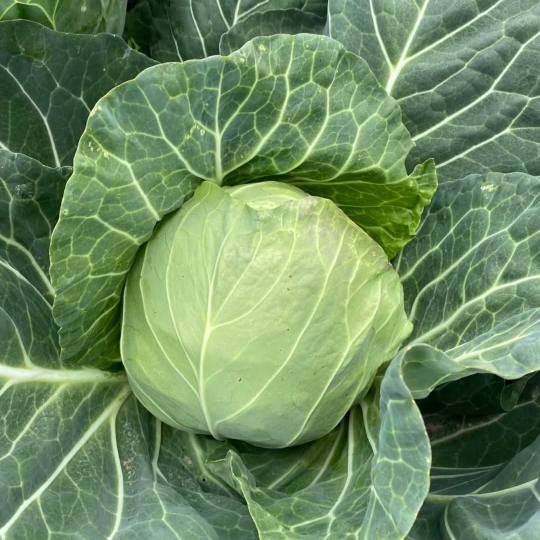 Kvalitetno hibridno seme i sorte kupusa, garantovano visok prinos – agrogru