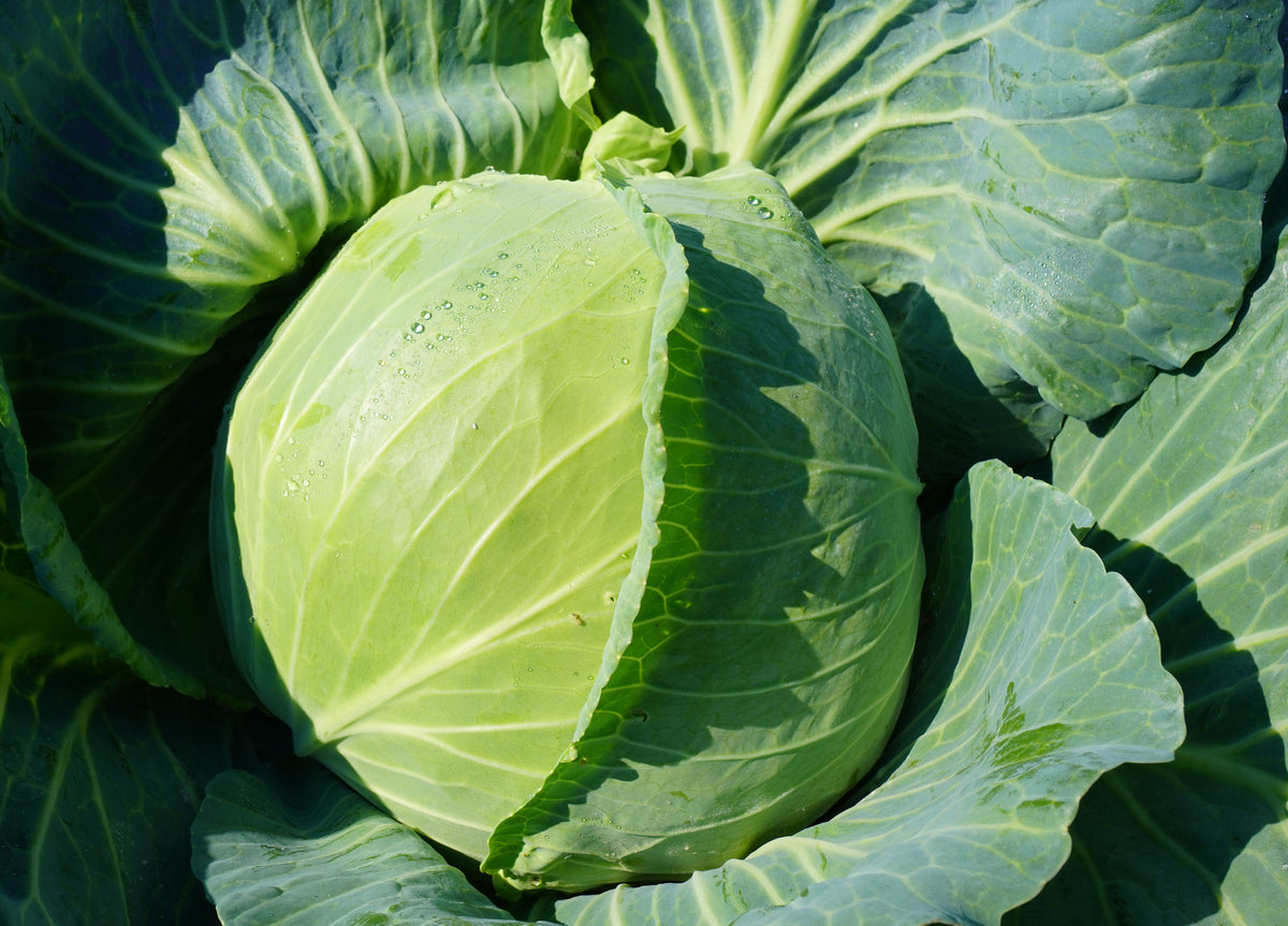 Kvalitetno hibridno seme i sorte kupusa, garantovano visok prinos ...