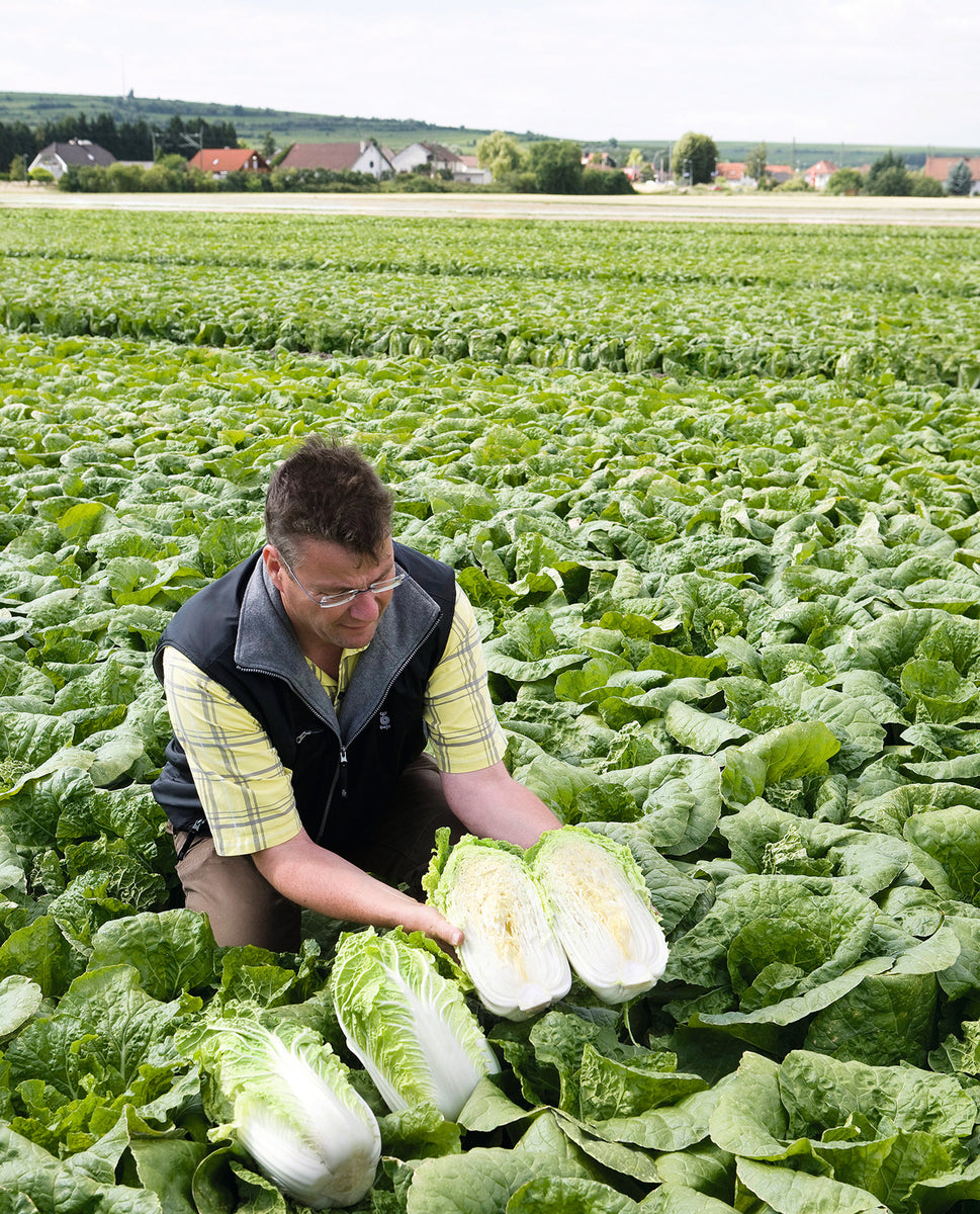 Kvalitetno hibridno seme i sorte kupusa, garantovano visok prinos ...