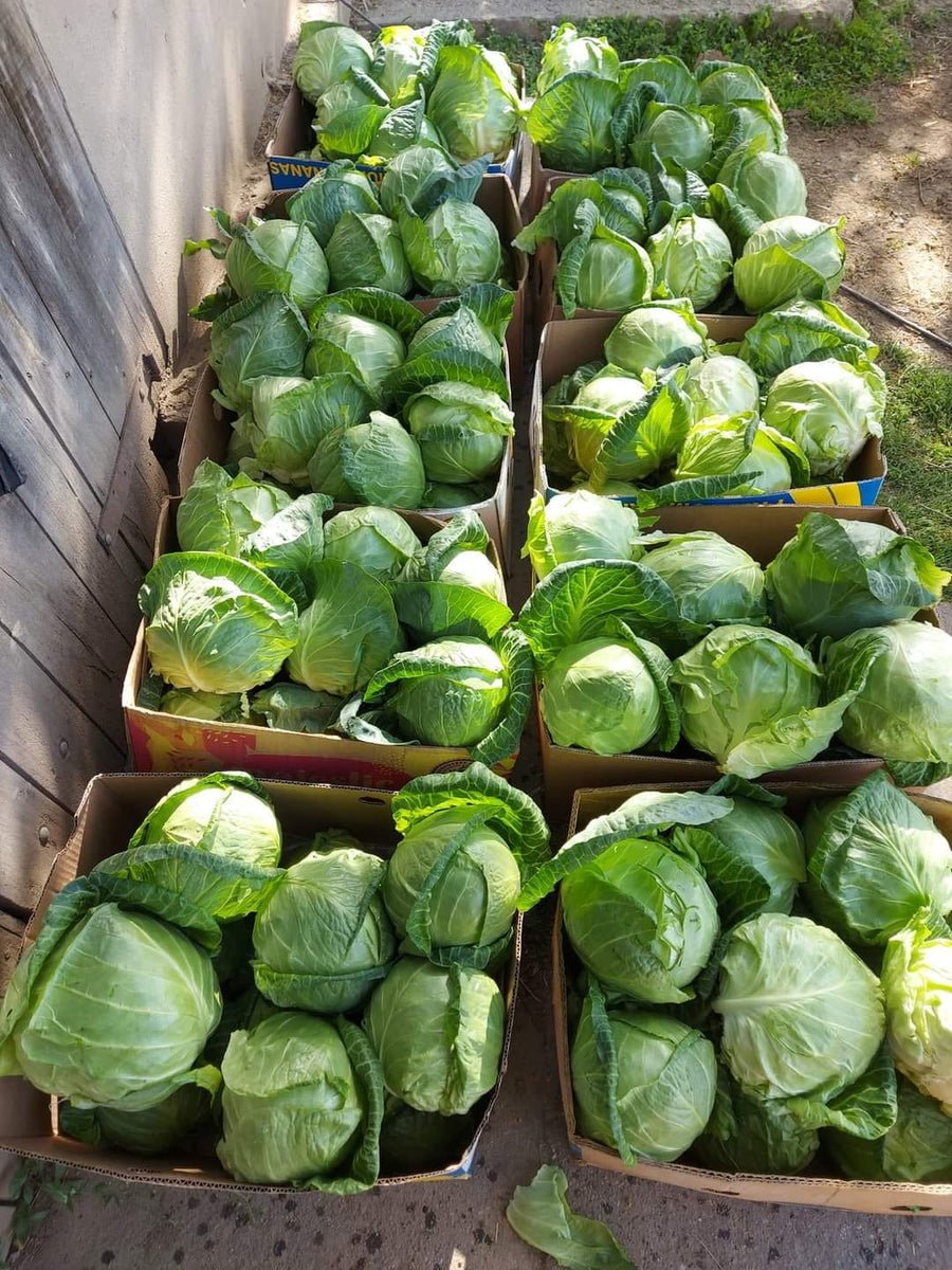 Kvalitetno hibridno seme i sorte kupusa, garantovano visok prinos – agrogru