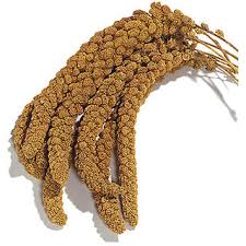 Bar u klasu za sve ptice 100g – agrogru